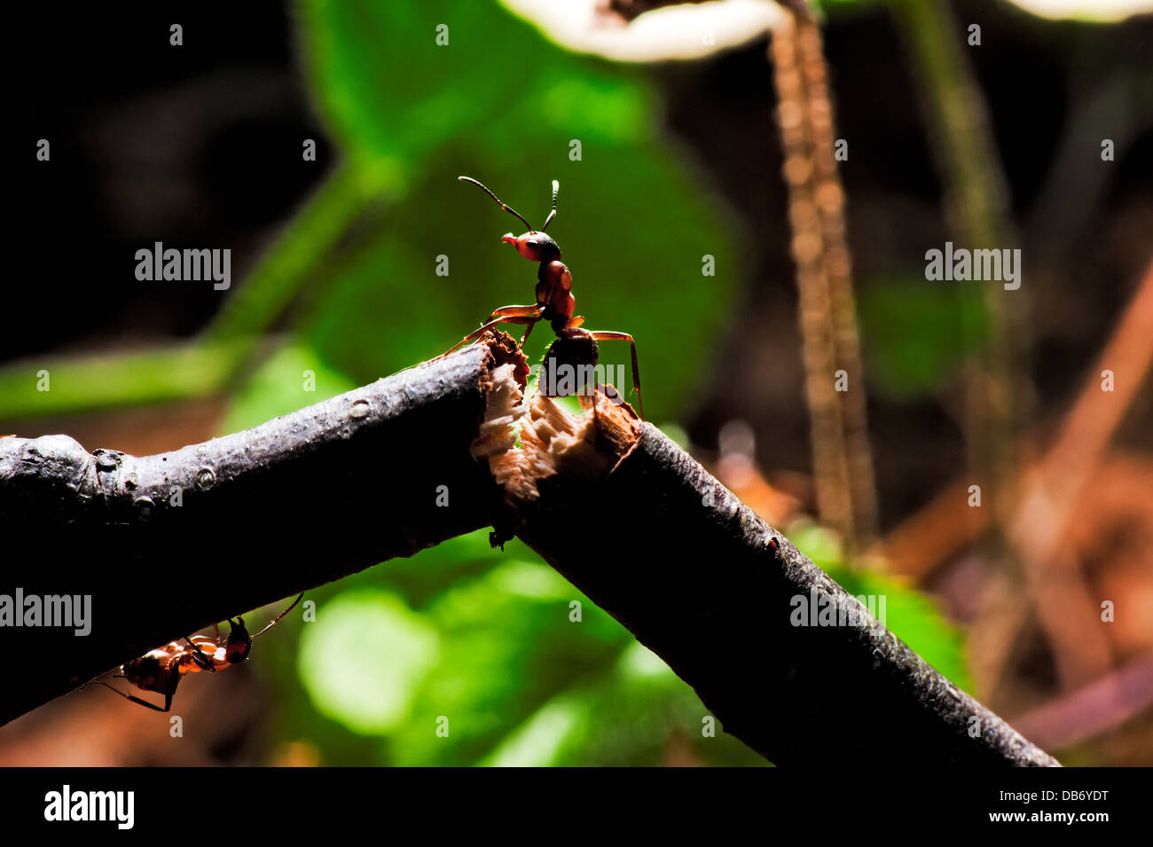Wood ant on a broken branch Stock Photo - Alamy