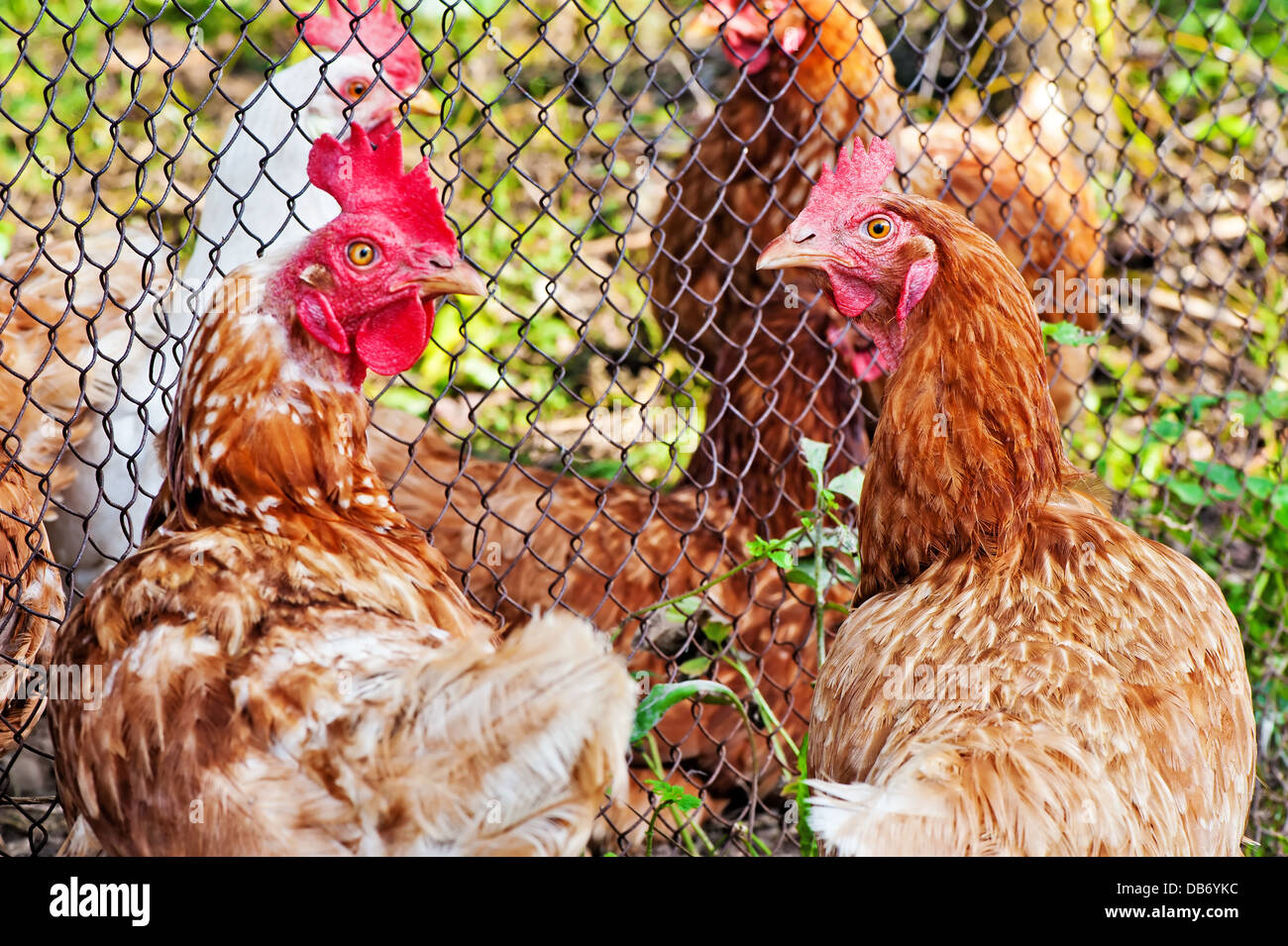Chicken walking around the yard Stock Photo - Alamy