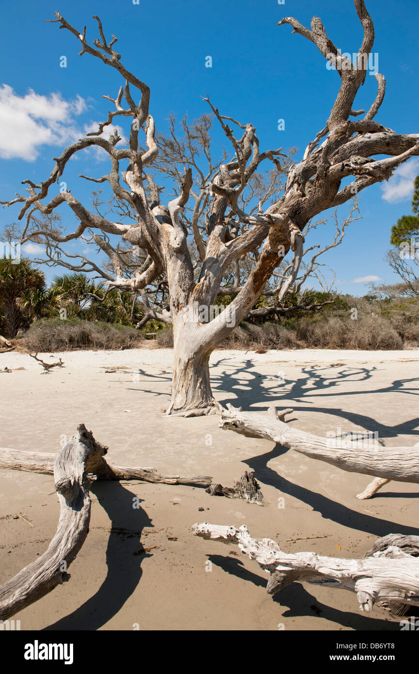 Driftwood Beach, Jekyll Island, Georgia, USA Stock Photo - Alamy