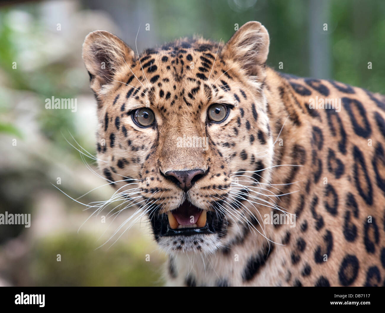 Male Amur leopard staring at camera Stock Photo - Alamy