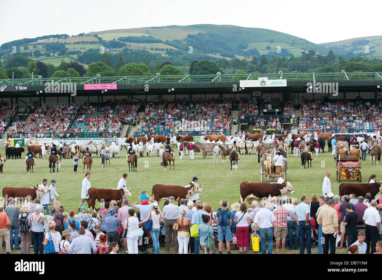 Llanelwedd (Nr. Builth Wells), Wales, UK. 24th July 2013. Prize Winning ...