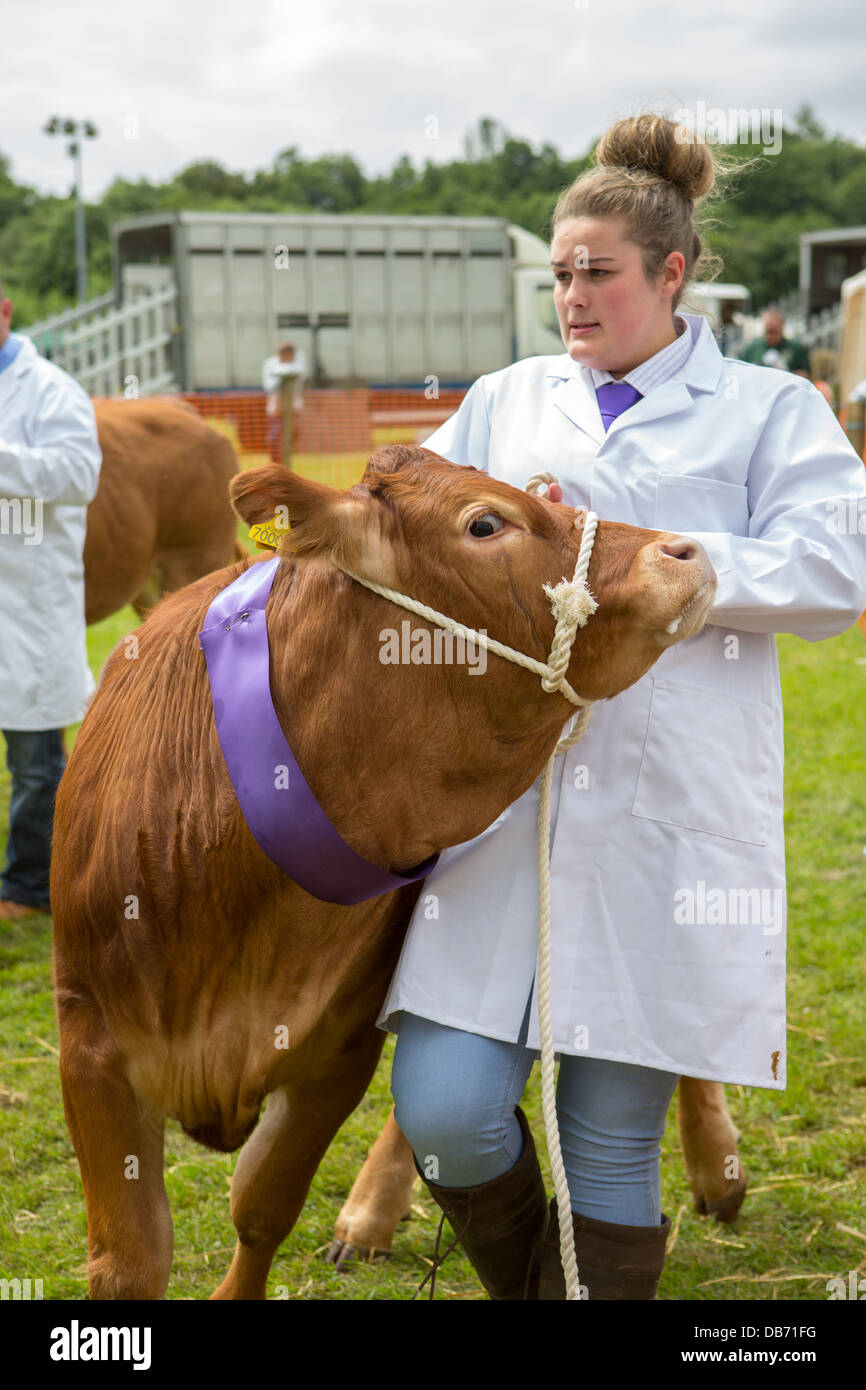 A Young woman struggles to control a bull in the show ring of an ...