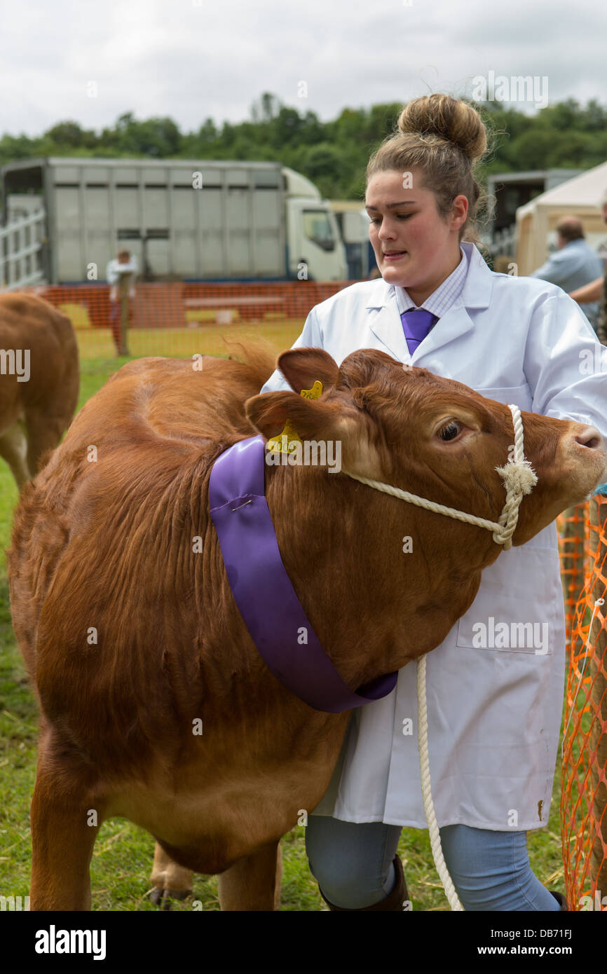 A Young woman struggles to control a bull in the show ring of an ...