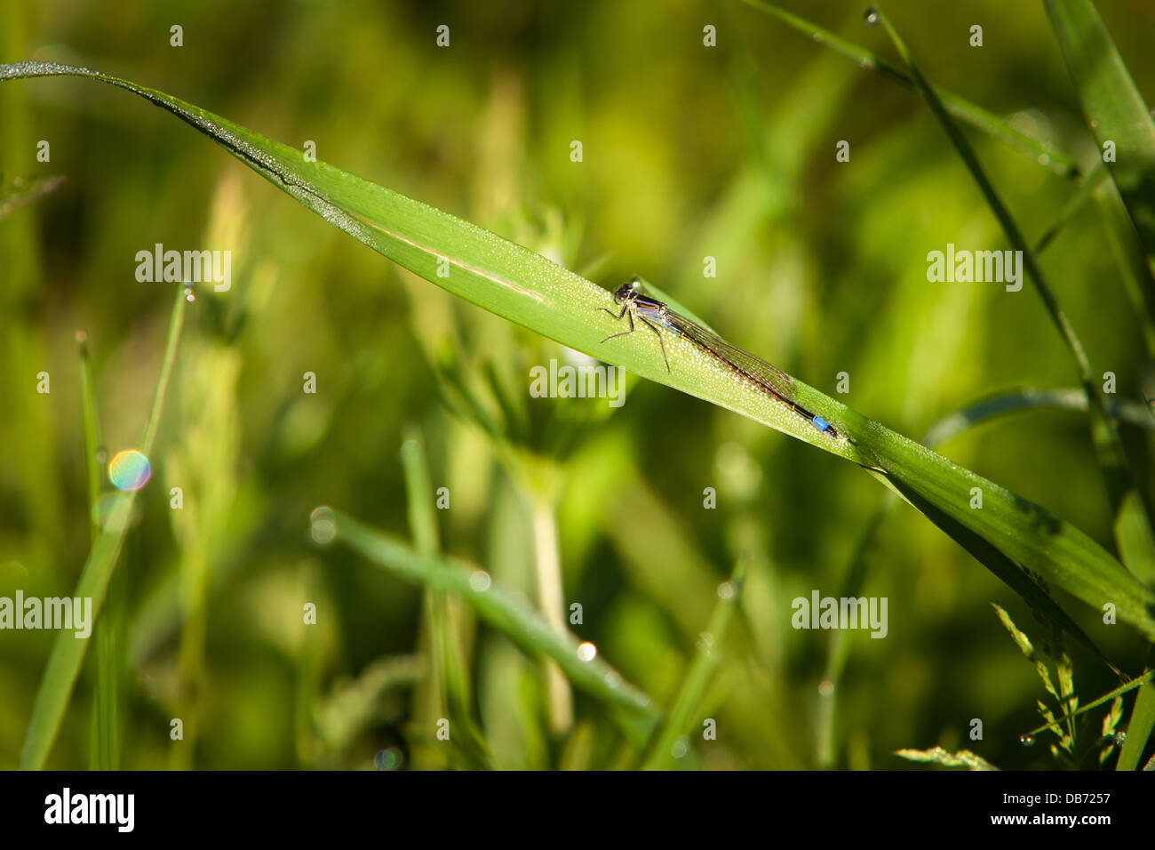 Common Blue Damsel Fly Enallagma cyathigerum Stock Photo - Alamy
