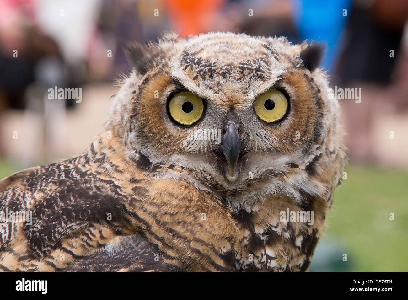 A wide eyed owl looking menacingly at the camera Stock Photo - Alamy