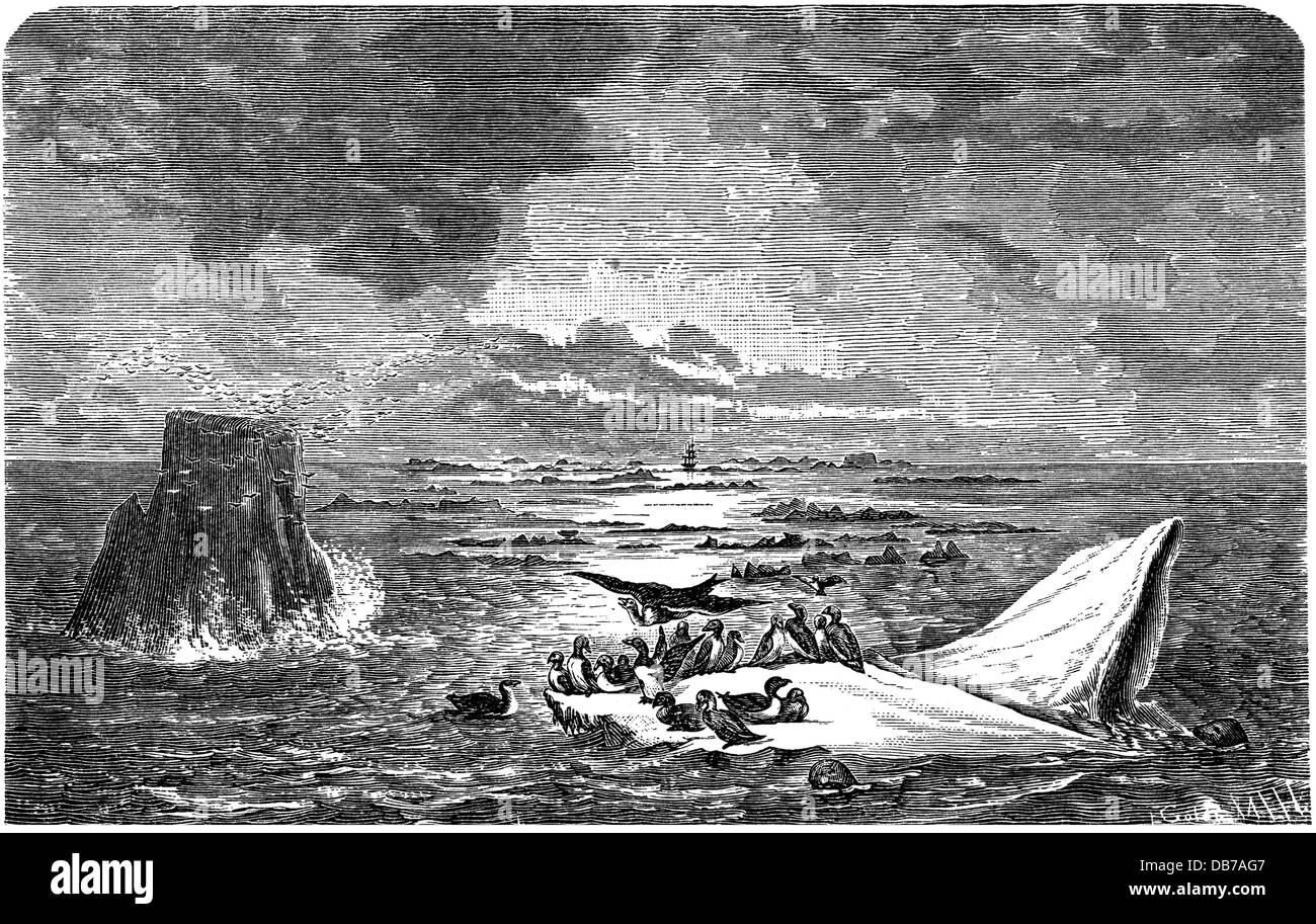 geography / travel, arctic, Polar Sea, wood engraving, late 19th ...