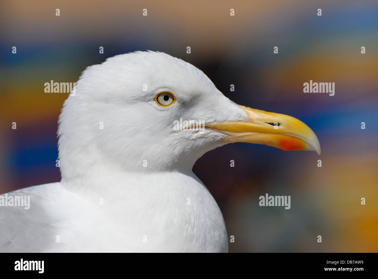 Herring Gull (Larus argentatus) Closeup of head Stock Photo - Alamy