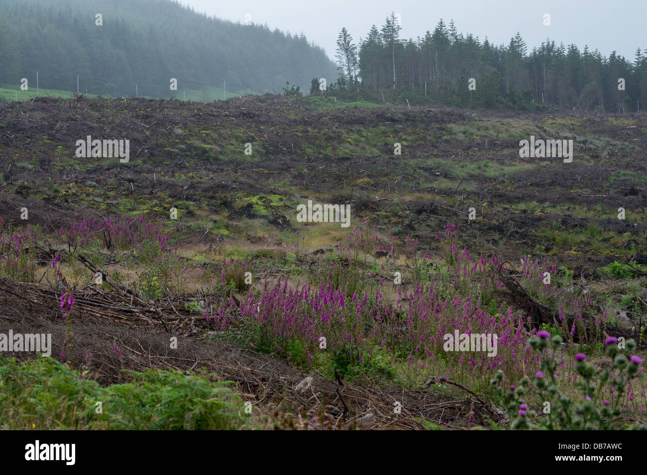 Deforestation, Isle of Mull, Scotland Stock Photo - Alamy