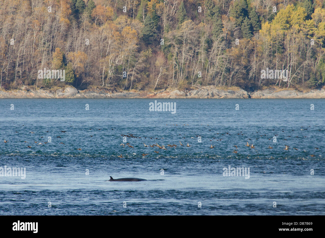 Saguenay st lawrence whale hi-res stock photography and images - Alamy