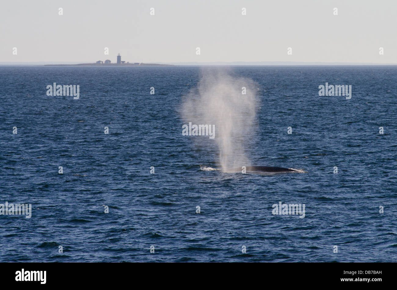 Canada, Quebec, St. Lawrence River. Fin whale. Saguenay-St. Lawrence ...