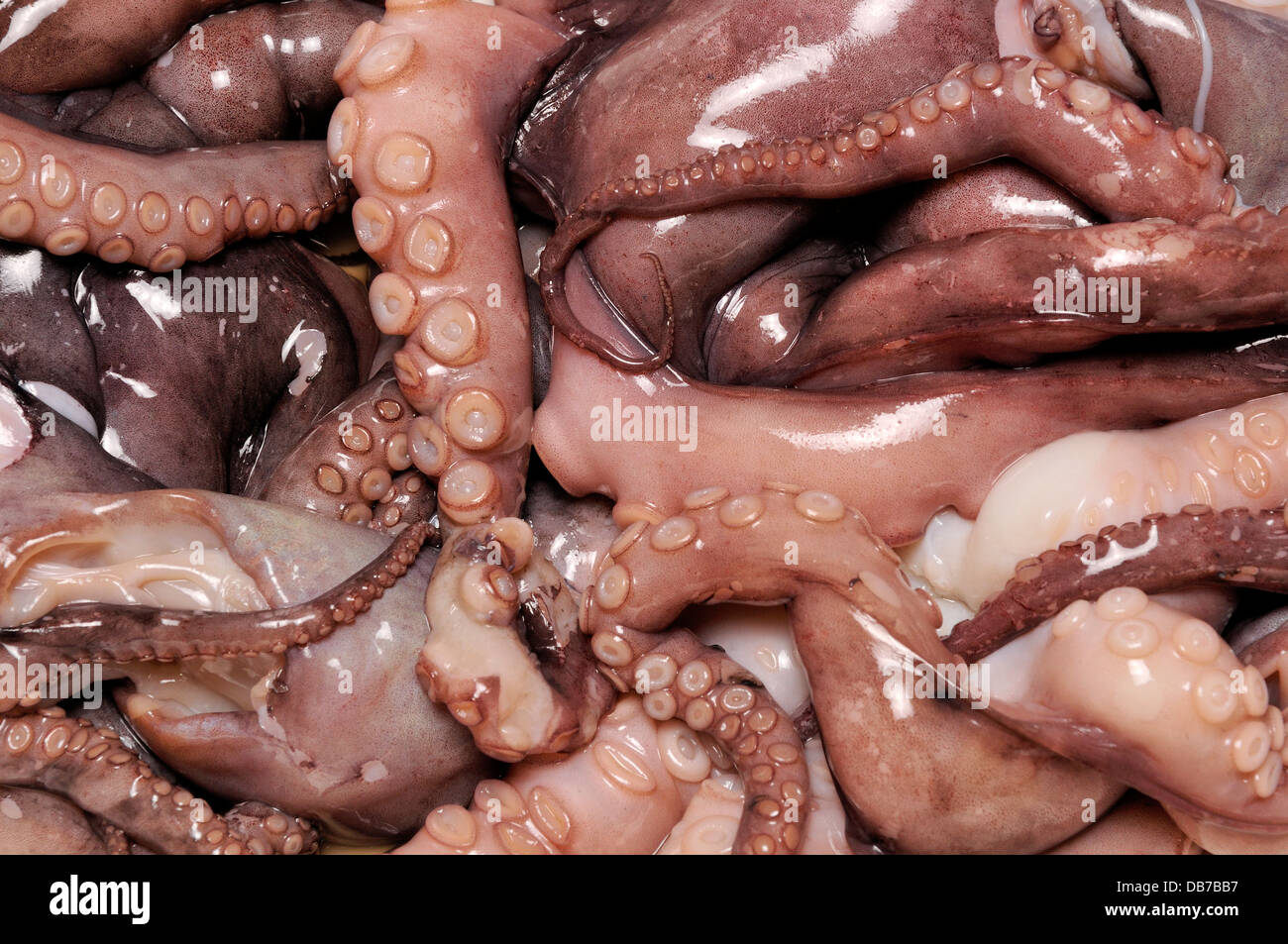 Dead octopus hi-res stock photography and images - Alamy