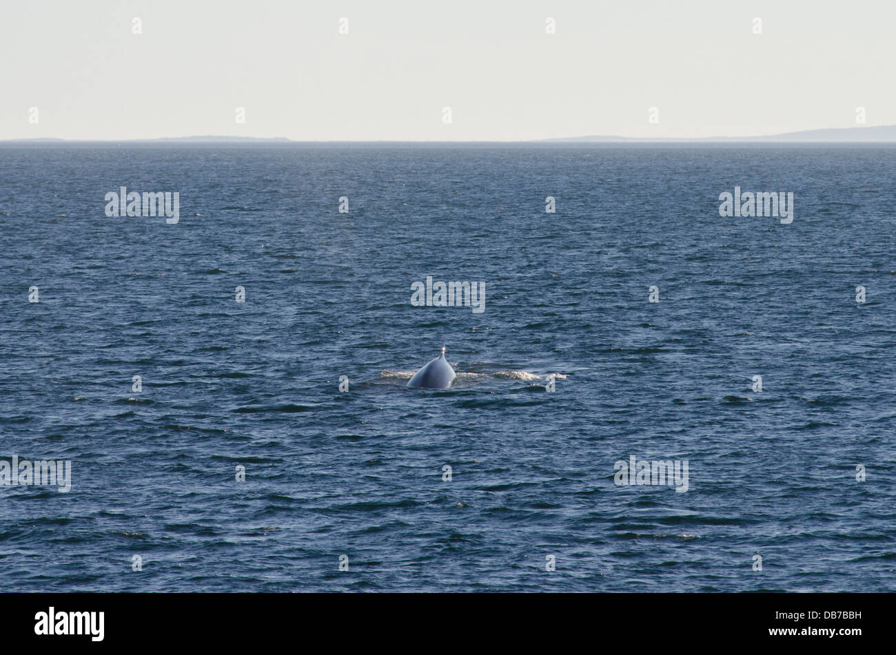 Canada, Quebec, St. Lawrence River. Fin whale. Saguenay-St. Lawrence ...