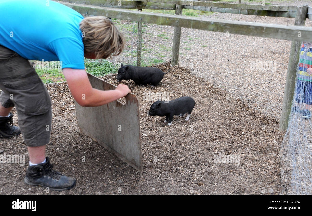 Miniature pot bellied pigs hi-res stock photography and images - Alamy