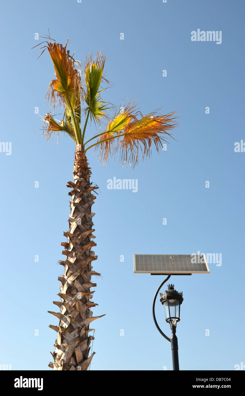Street light palm tree hi-res stock photography and images - Alamy