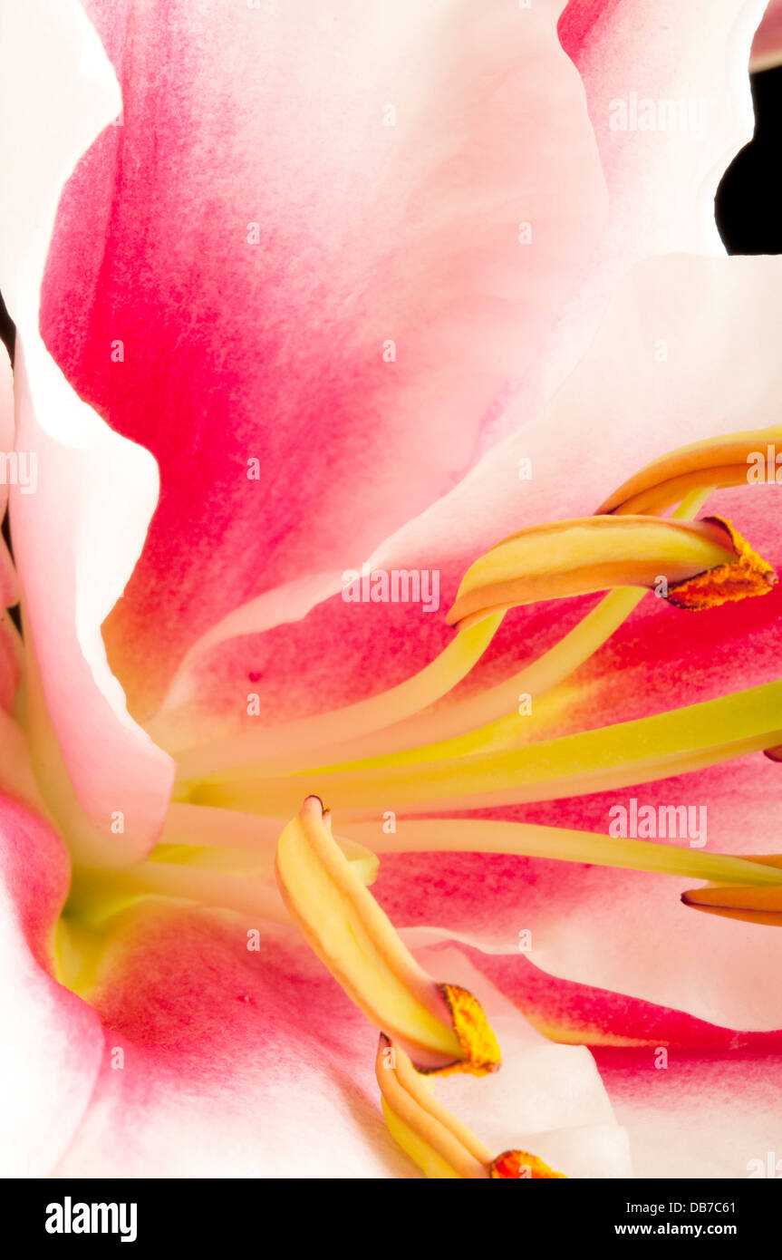 Lily flower, macro detail Stock Photo - Alamy