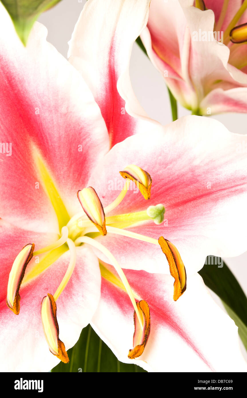 Lily flower, macro detail Stock Photo - Alamy