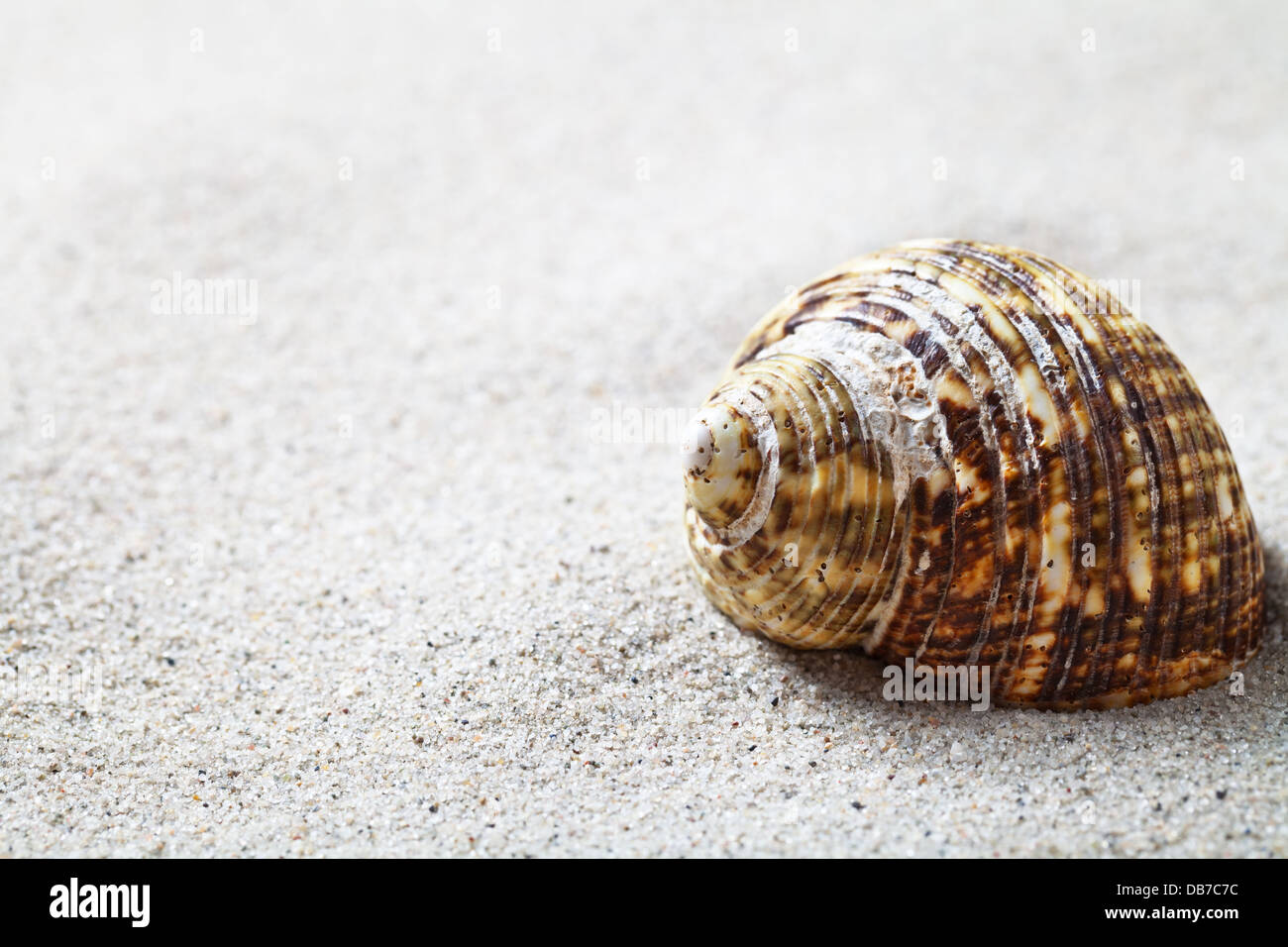 Shell on sandy beach background. Summer concept with copy space. Macro ...