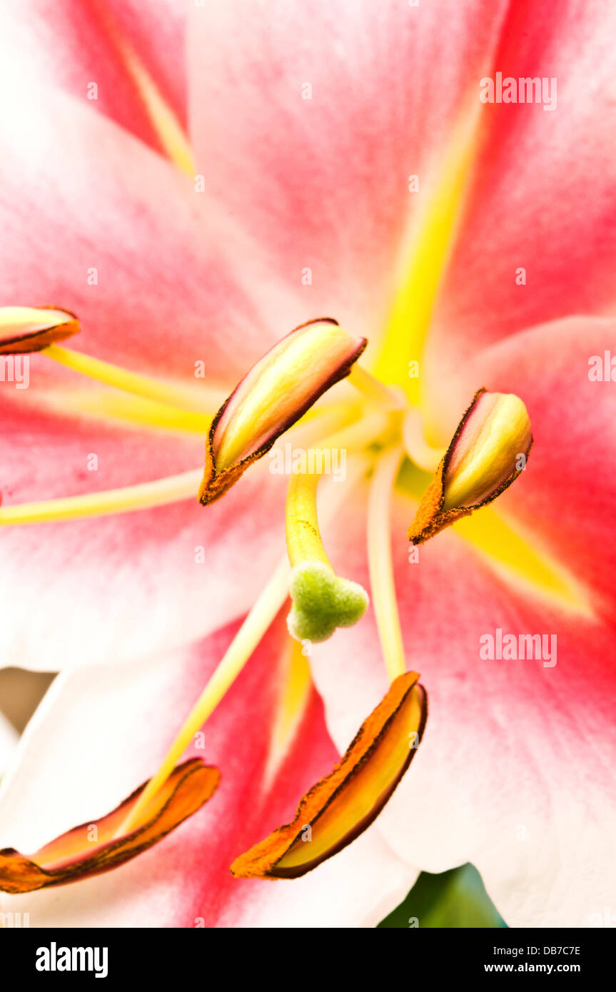 Lily flower, macro detail Stock Photo - Alamy