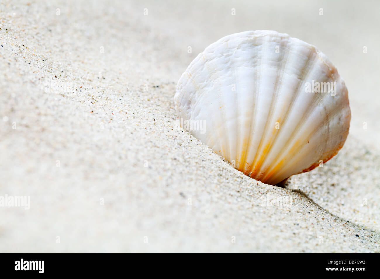 Shell on sandy beach. Summer background with copy space. Macro shot ...