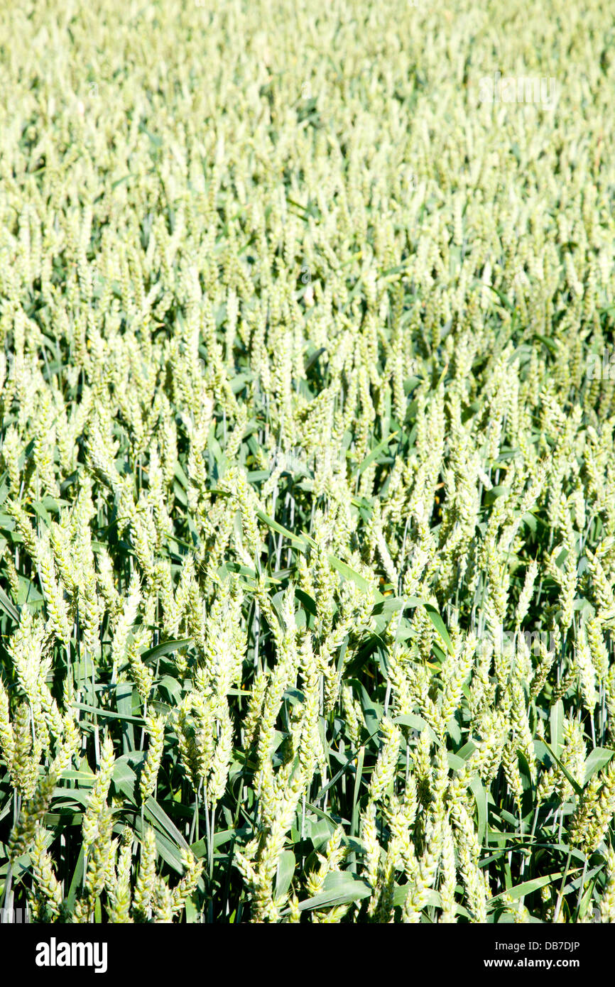 Field with barley, wheat in The Netherlands Stock Photo - Alamy