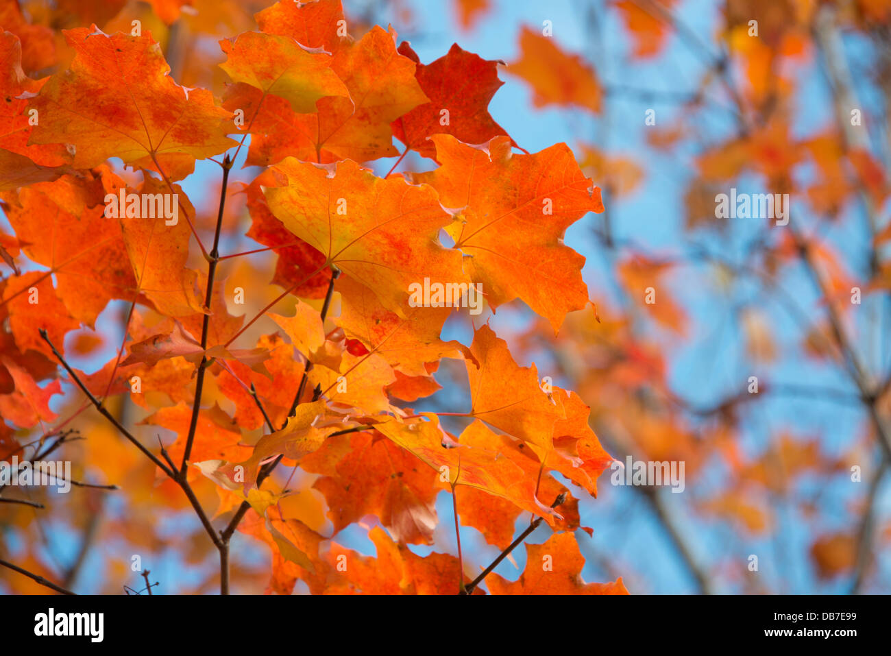 Fall foliage quebec city hi-res stock photography and images - Alamy