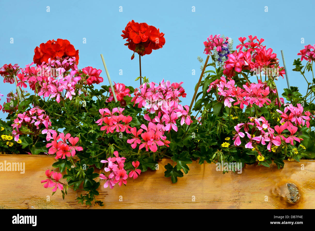 red geranium flowers planted in the tree trunk on the blue background ...