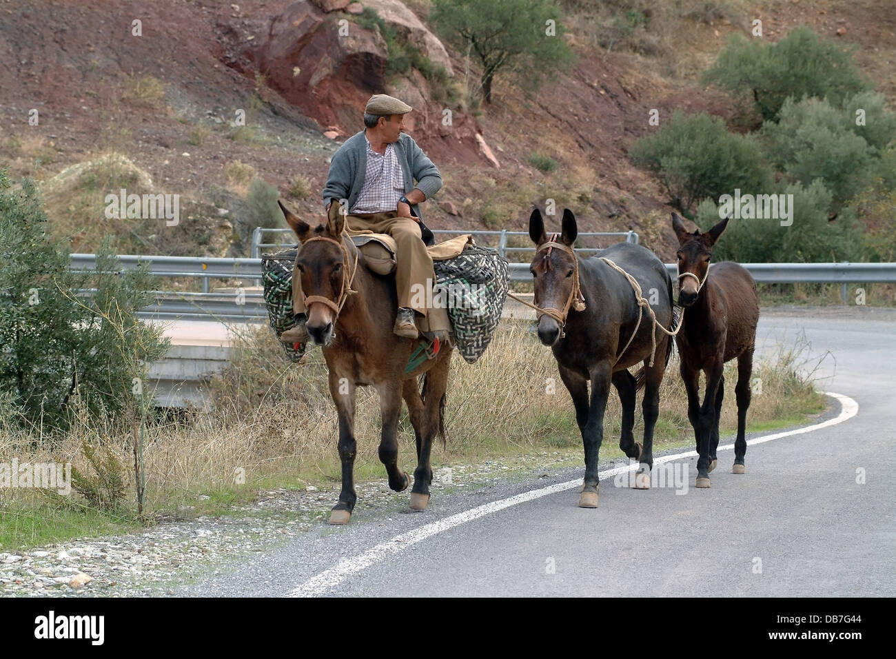 Traveling to market by donkey along country lane Stock Photo - Alamy