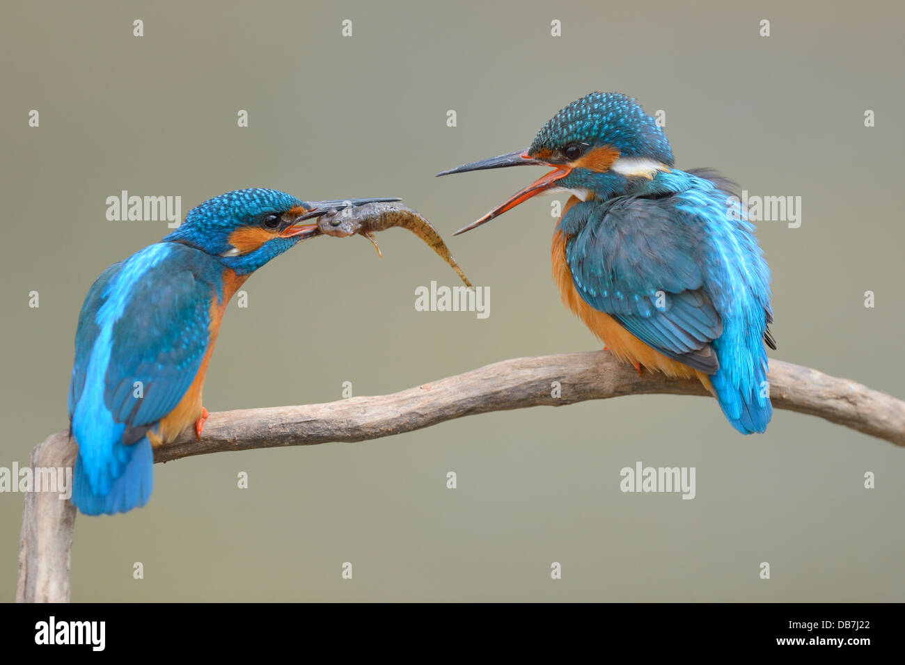 Kingfishers (Alcedo atthis), male passing little fish on to female ...
