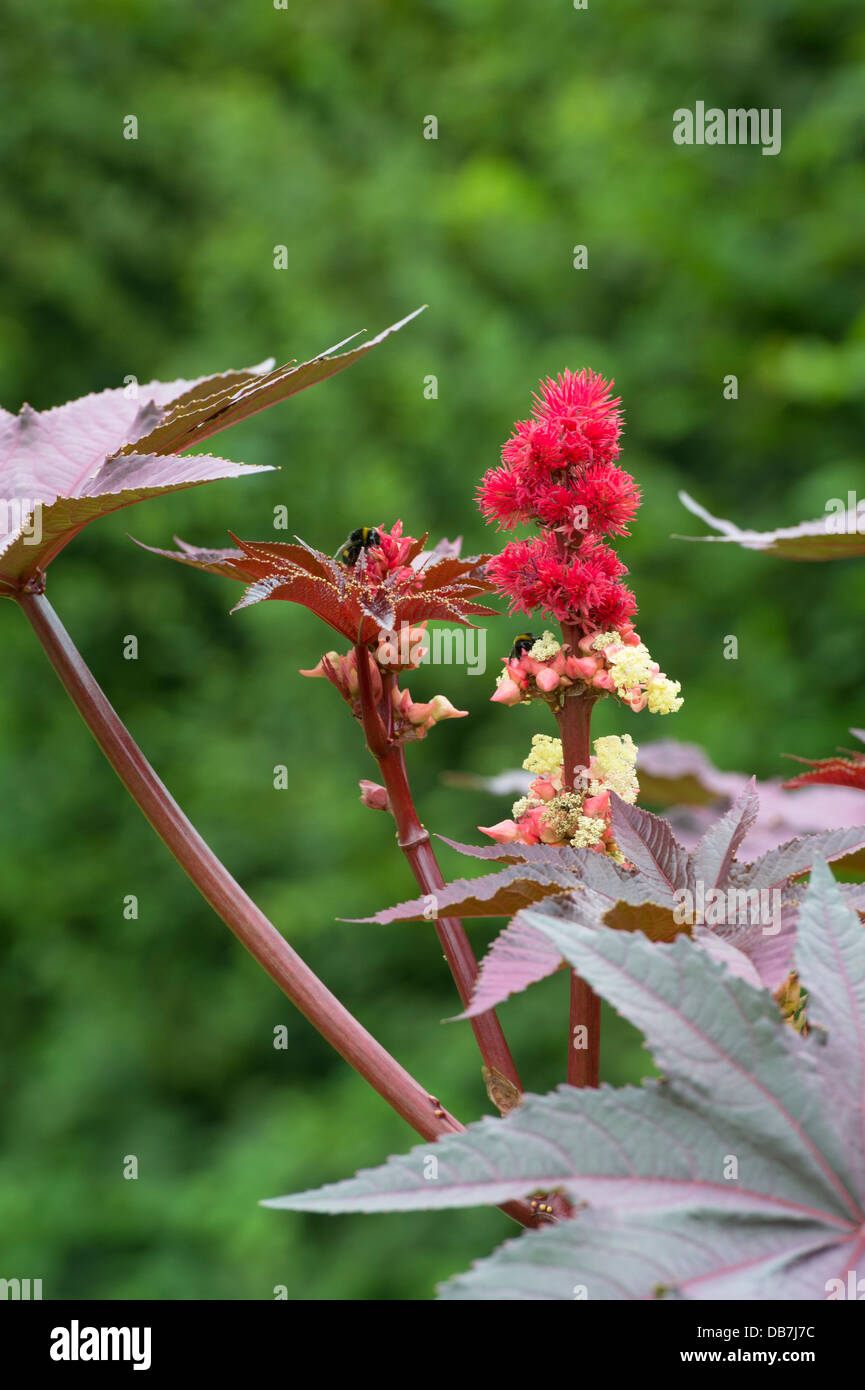 Ricinus communis flowers hi-res stock photography and images - Alamy
