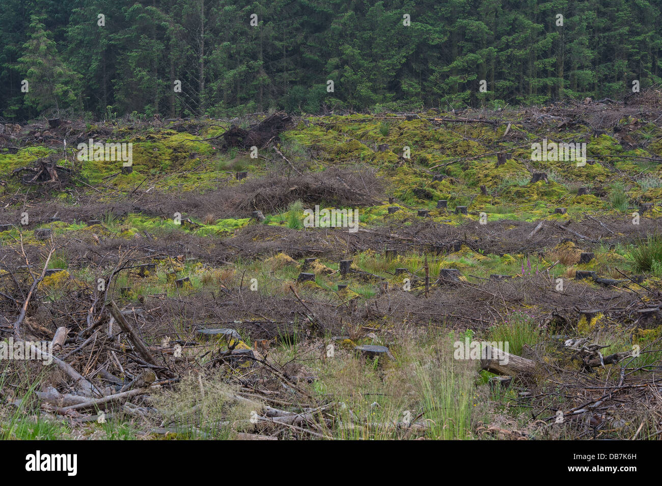 Deforestation england hi-res stock photography and images - Alamy