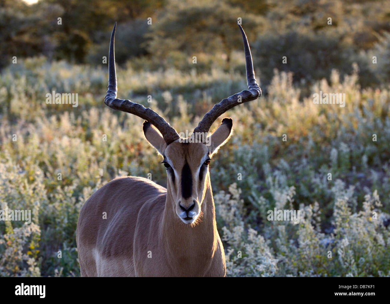 Impala (Aepyceros melampus Stock Photo - Alamy