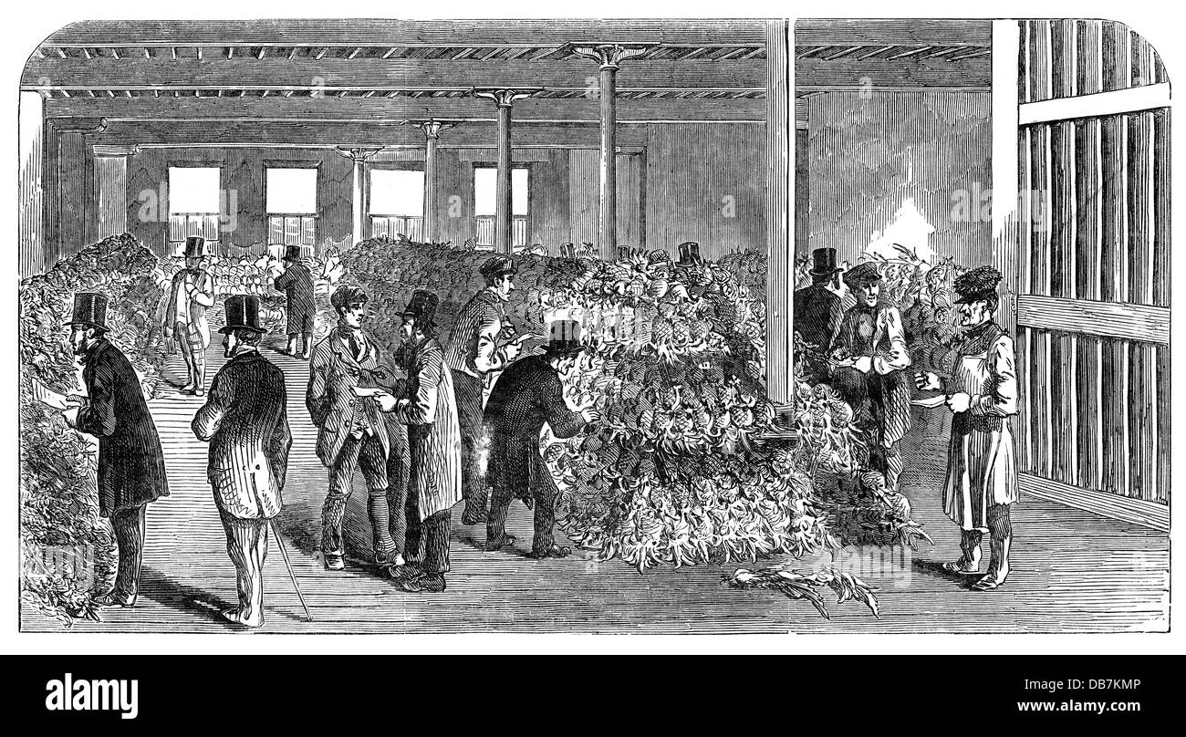 trade, food, warehouse of the company "Messrs Adam" with pineapples ...