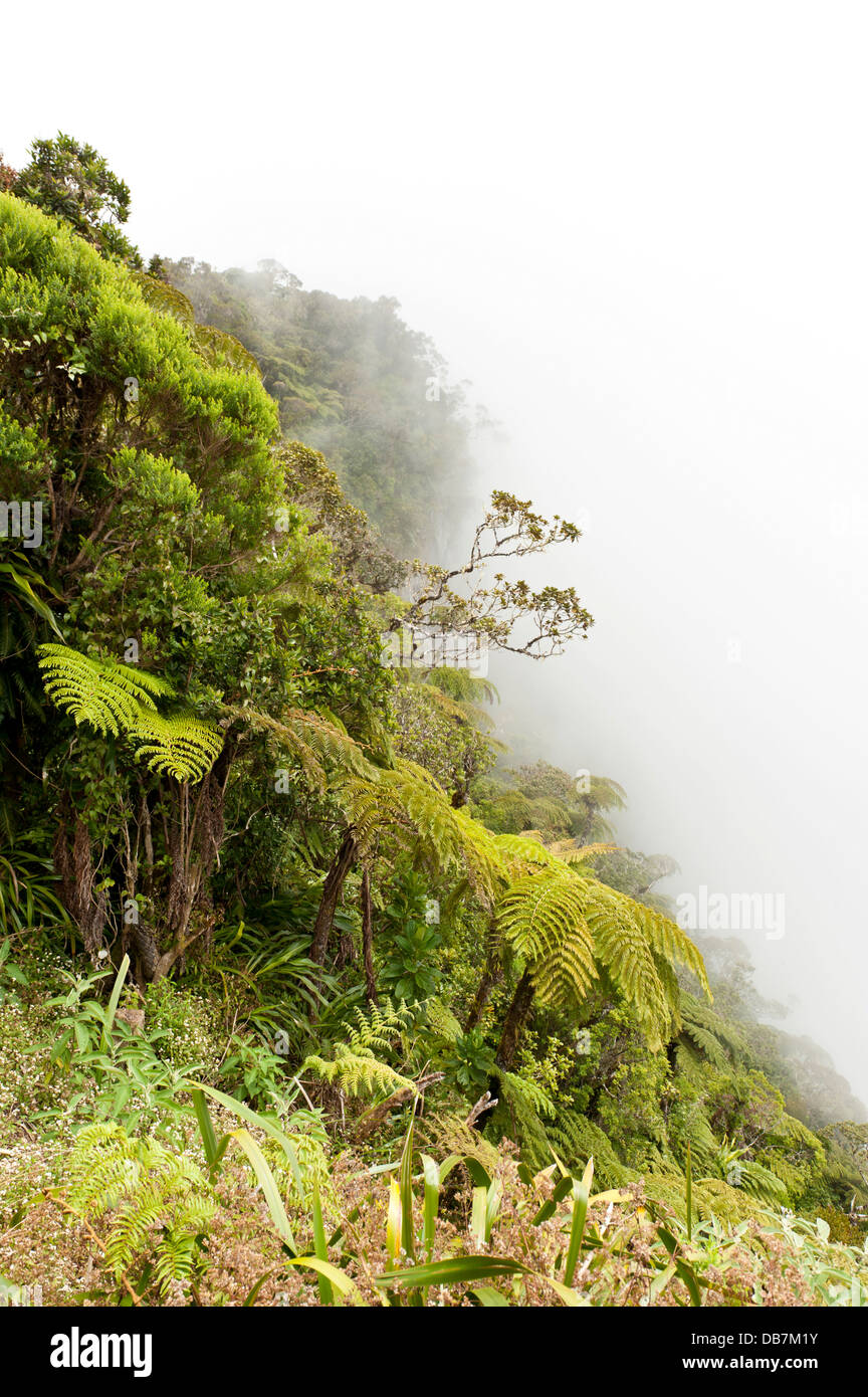 Tree Ferns (Cyatheales) in fog, on the steep slope of the ravine of Le ...