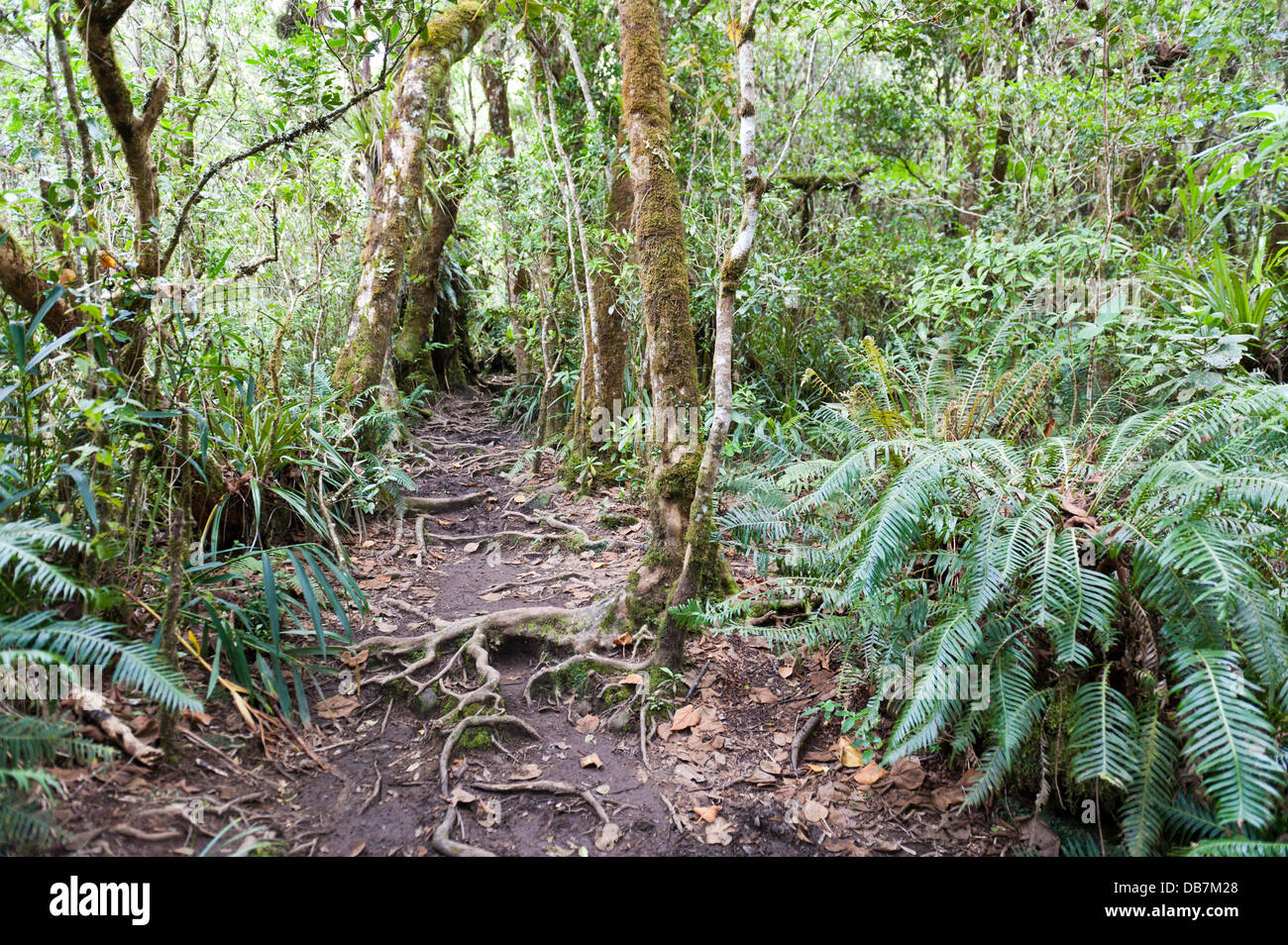 Hiking trail in dense tropical rain forest Stock Photo - Alamy