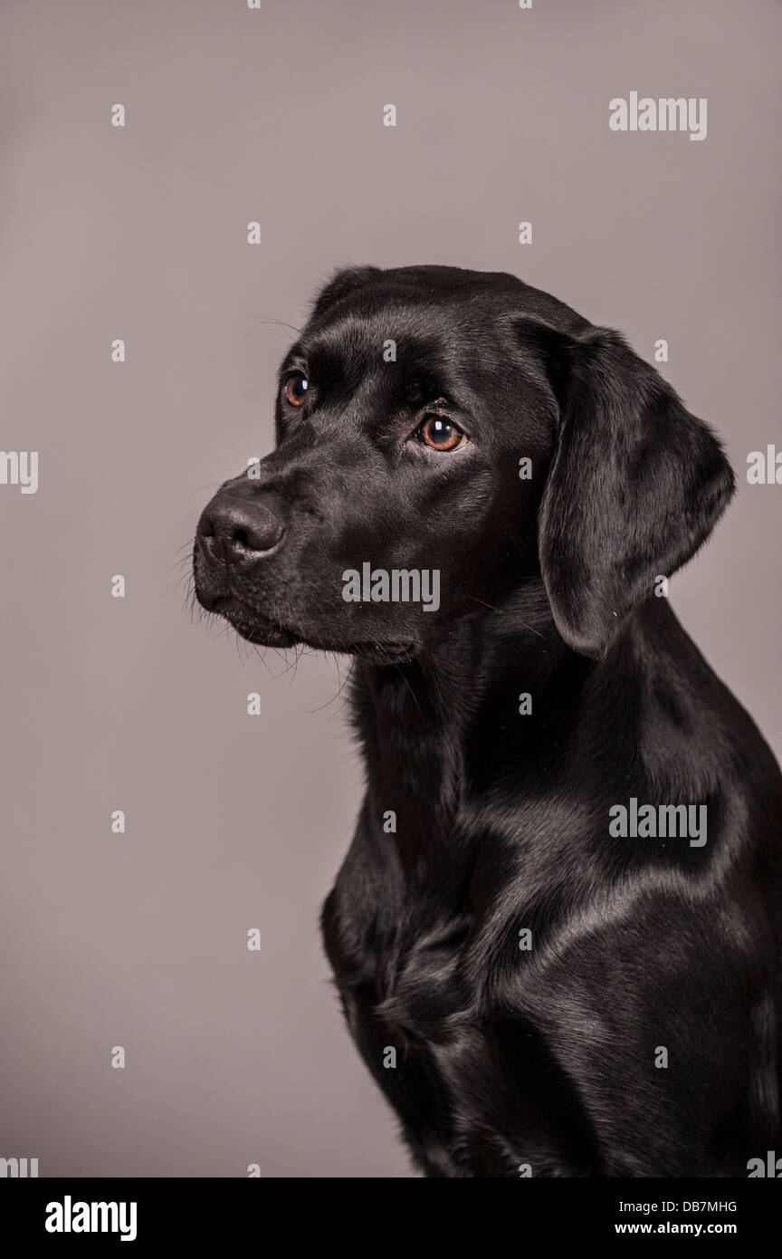 Black labrador retriever portrait hi-res stock photography and images ...