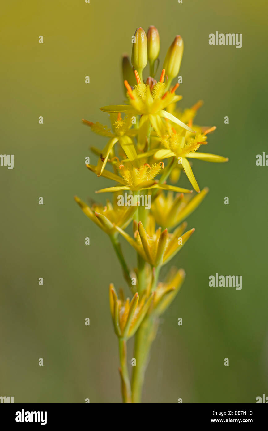 Bog Asphodel (Narthecium ossifragum Stock Photo - Alamy