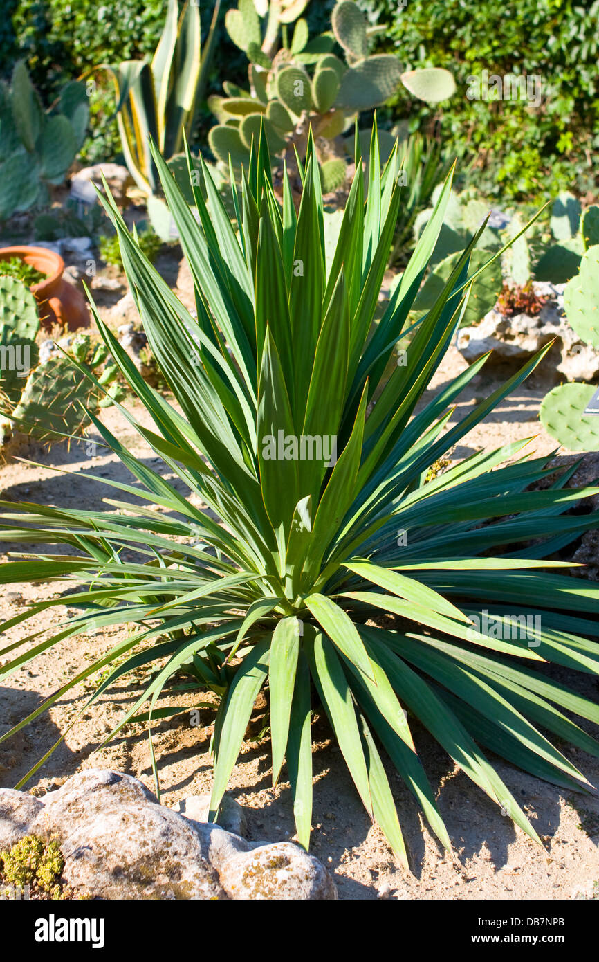 Yucca is a genus of perennial shrubs and trees in the agave family ...