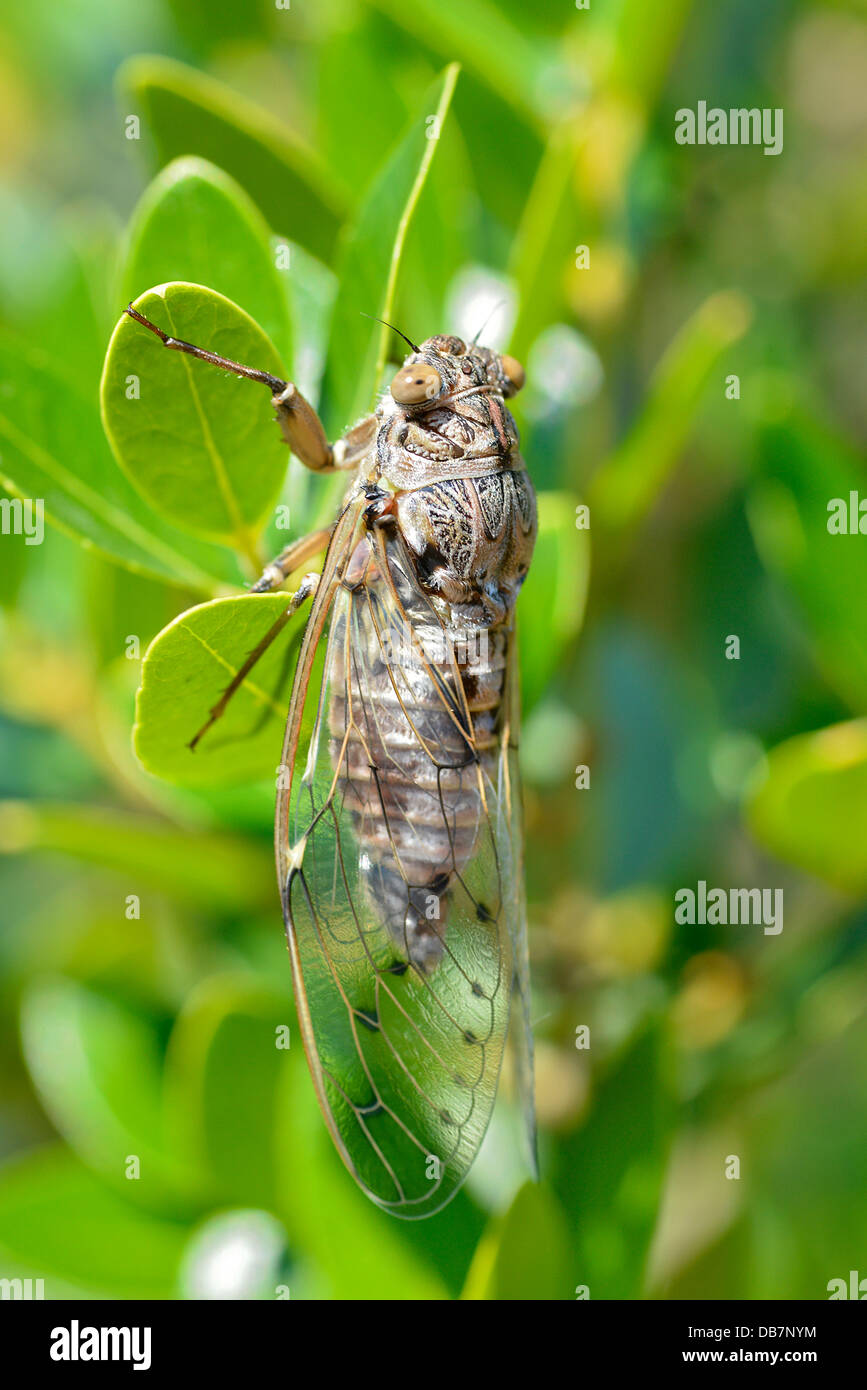 Cicada hi-res stock photography and images - Alamy