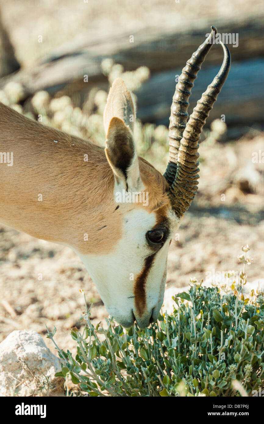 Springbok (Antidorcas marsupialis), grazing Stock Photo - Alamy