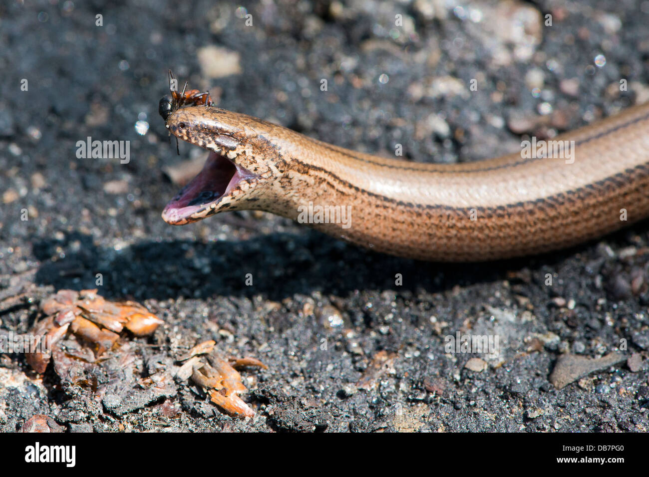 Ant Attack Stock Photos & Ant Attack Stock Images - Alamy