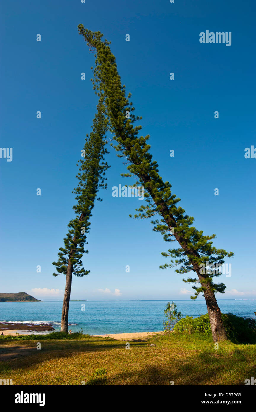 Wind shaped trees hi-res stock photography and images - Alamy