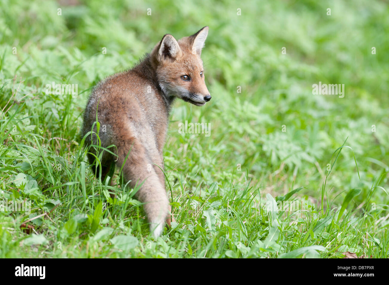 Red fox standing up hi-res stock photography and images - Alamy