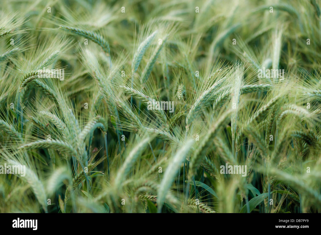 Field of Rye (Secale cereale Stock Photo - Alamy