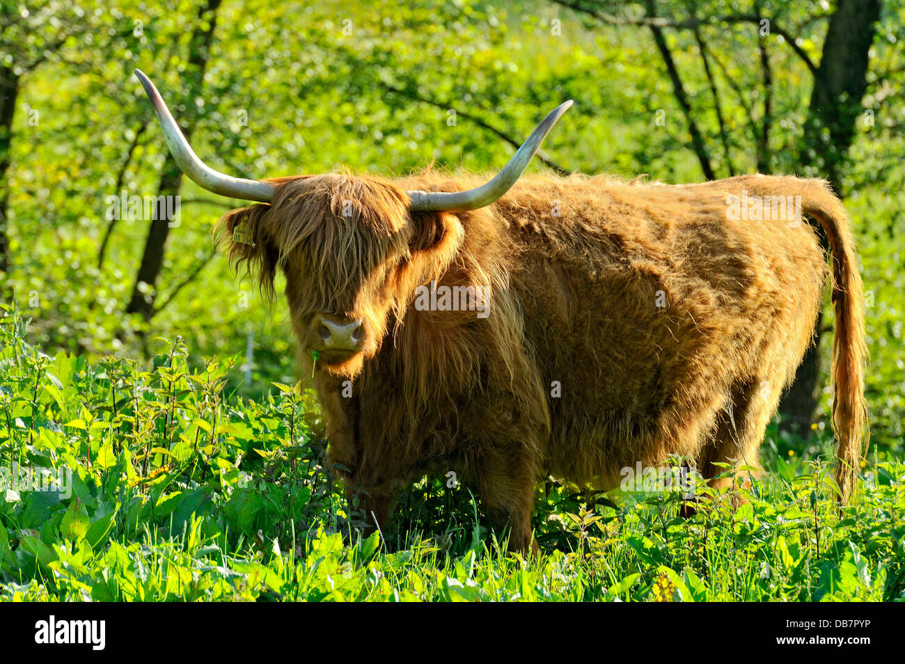 Kyloe cattle hi-res stock photography and images - Alamy