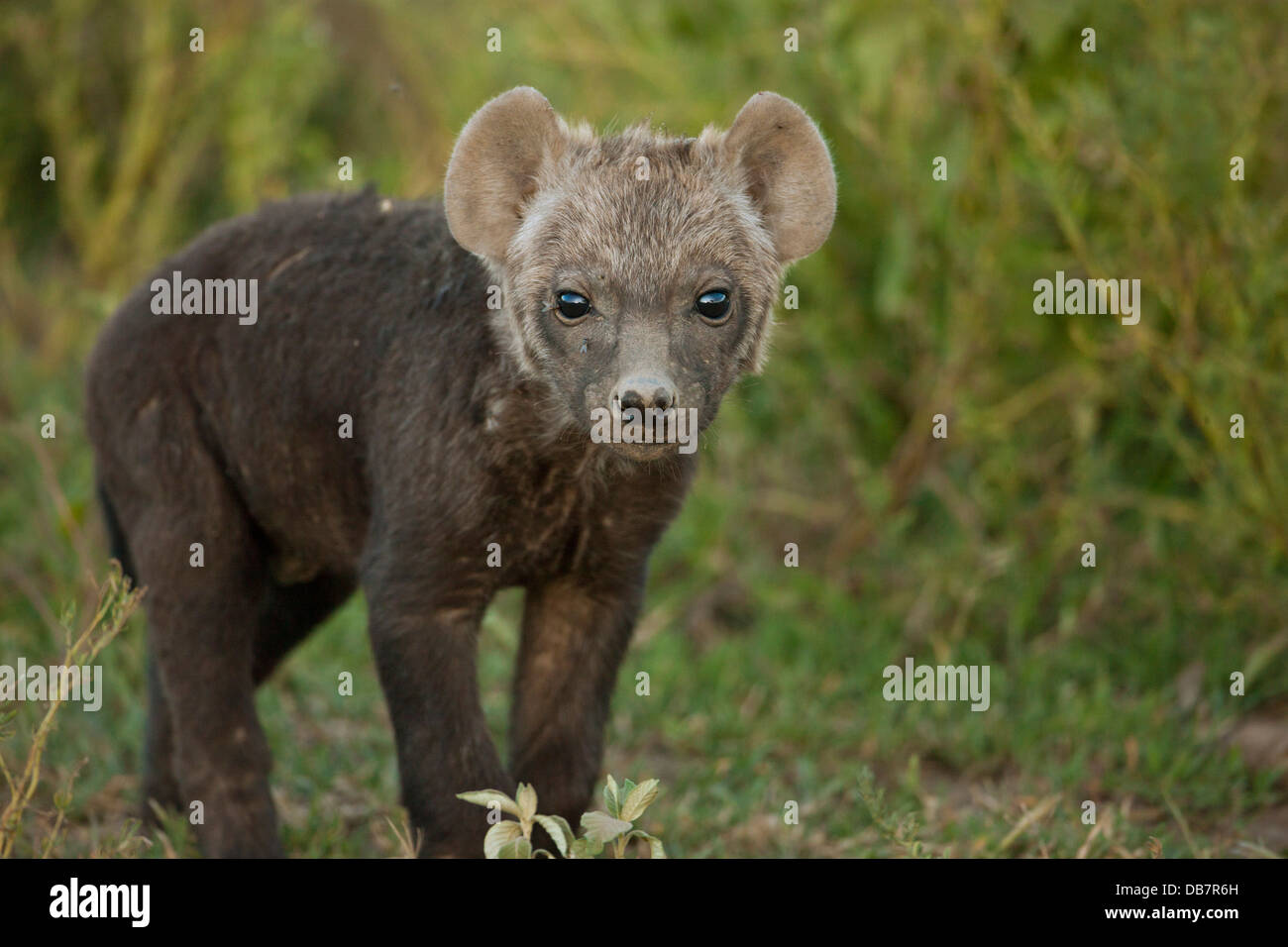 Spotted Hyena or Laughing Hyena (Crocuta crocuta) cub Stock Photo - Alamy