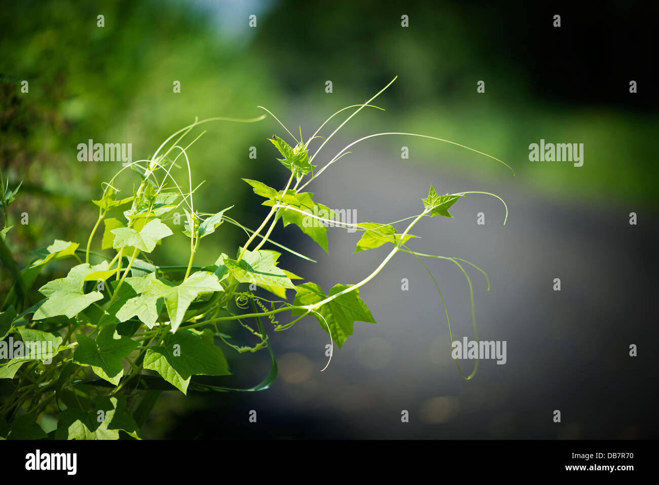 Twig plant support hi-res stock photography and images - Alamy
