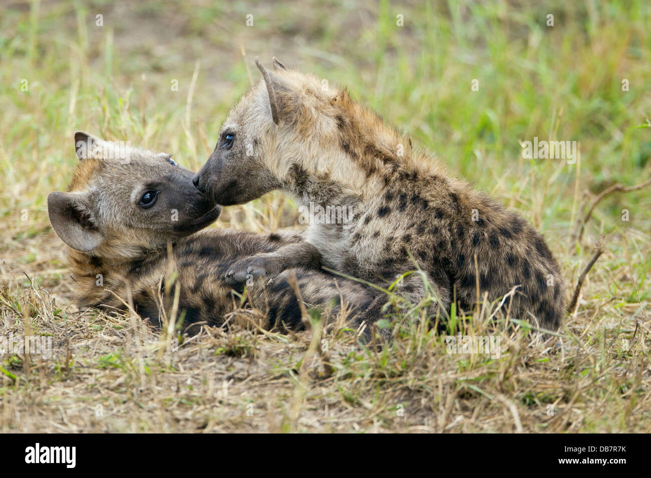 Spotted Hyena or Laughing Hyena (Crocuta crocuta), two cubs playing ...