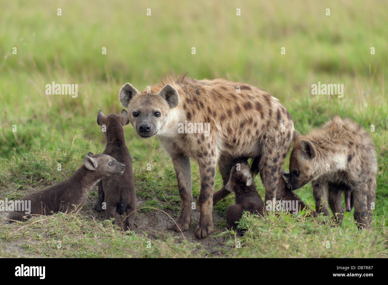Spotted Hyena or Laughing Hyena (Crocuta crocuta) with cubs Stock Photo ...