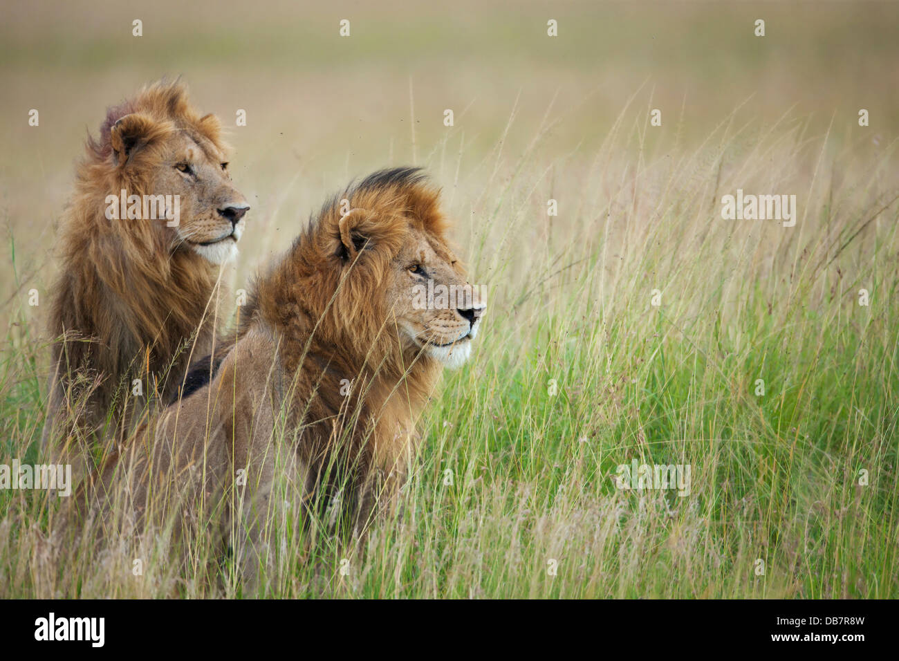 Male lions hi-res stock photography and images - Alamy