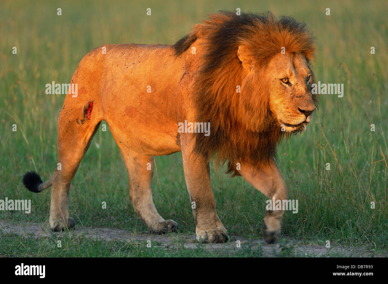 Injured lion hi-res stock photography and images - Alamy